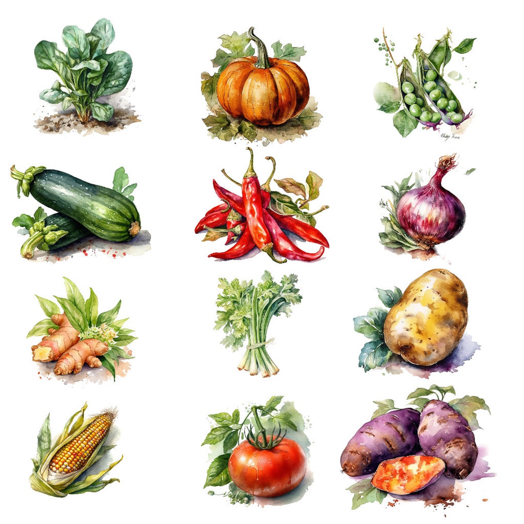 Vegetables Bundle, Watercolour, Clipart, 32 Beautiful PNG Images ...
