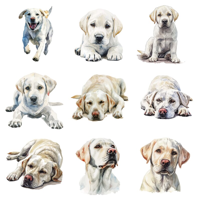 Watercolor White Labs Clipart, Labrador Retriever PNG Digital Files on ...