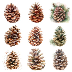 32 Watercolor Pine Cones Clipart, Fall Clipart, PNG Individual Images ...