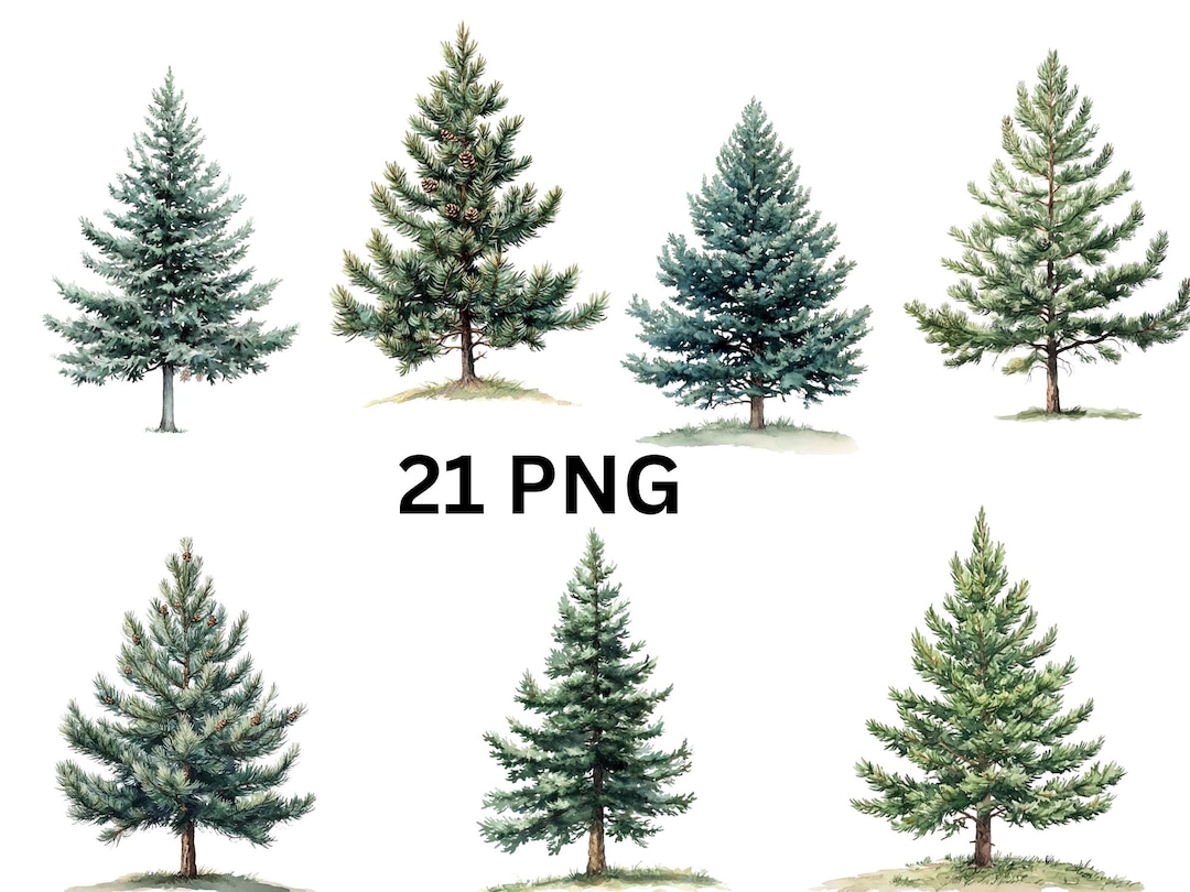Watercolor Pine Tree Clipart | 21 PNG Individual Images on Transparent ...