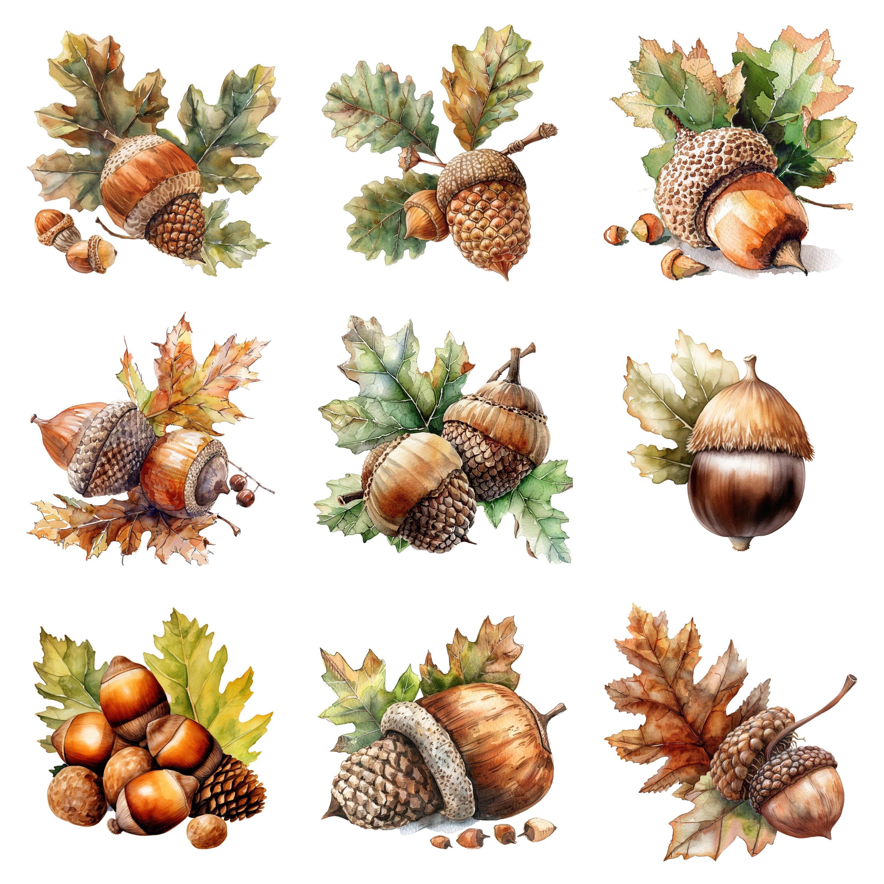 43 Acorn Watercolor Clipart, Oaknut Clipart, PNG Individual Images on ...