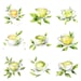 13 Green Tea Watercolor Clipart, PNG Digital Files on Transparent ...