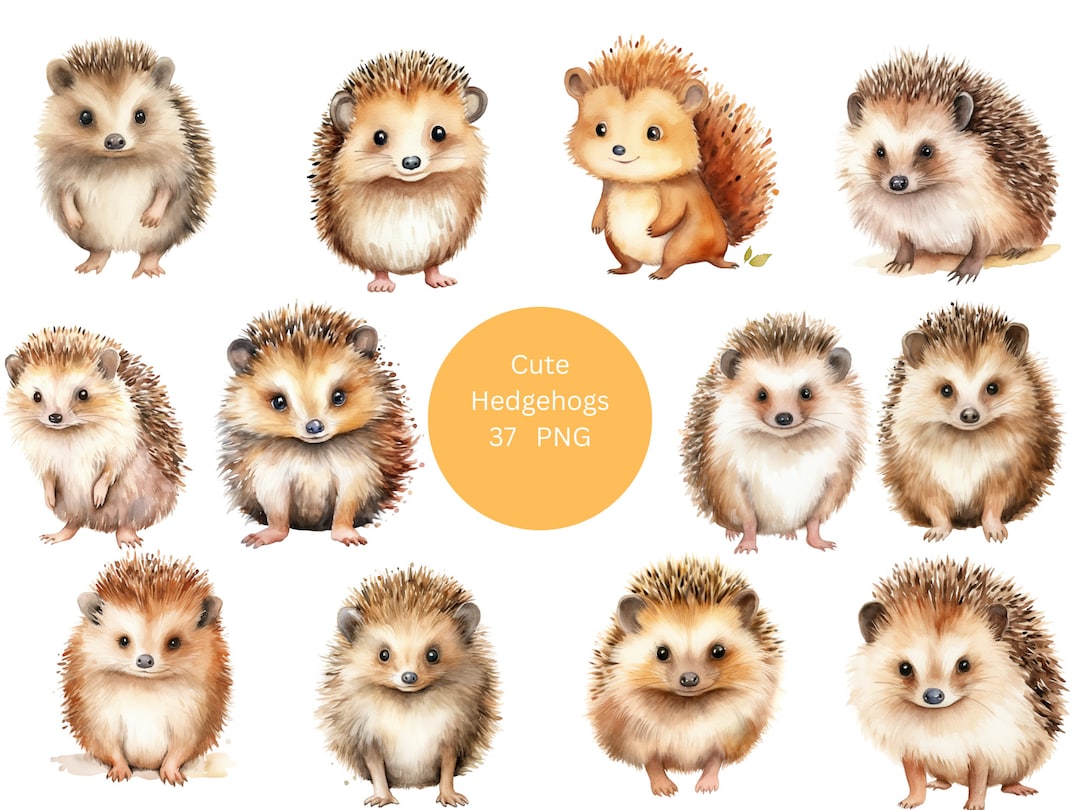 37 Cute Hedgehogs Watercolor Clipart, Animals Clipart, PNG Individual ...