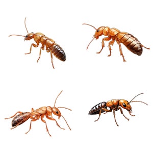 Termites Clipart, PNG Digital Files on Transparent Background ...