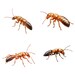 Termites Clipart, PNG Digital Files on Transparent Background ...
