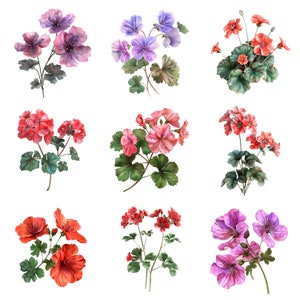 Watercolor Geraniums Clipart, Floral PNG Individual Images on ...