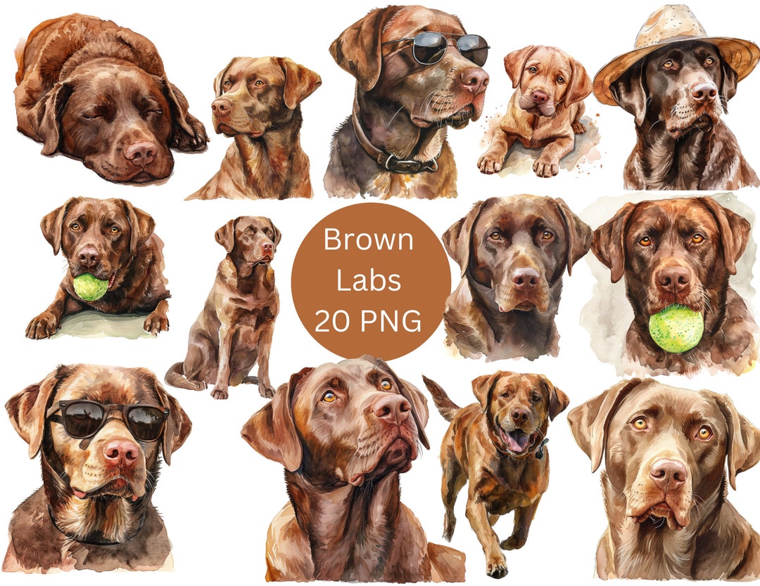 Watercolor Brown Labs Clipart, Labrador Retriever PNG Digital Files on ...
