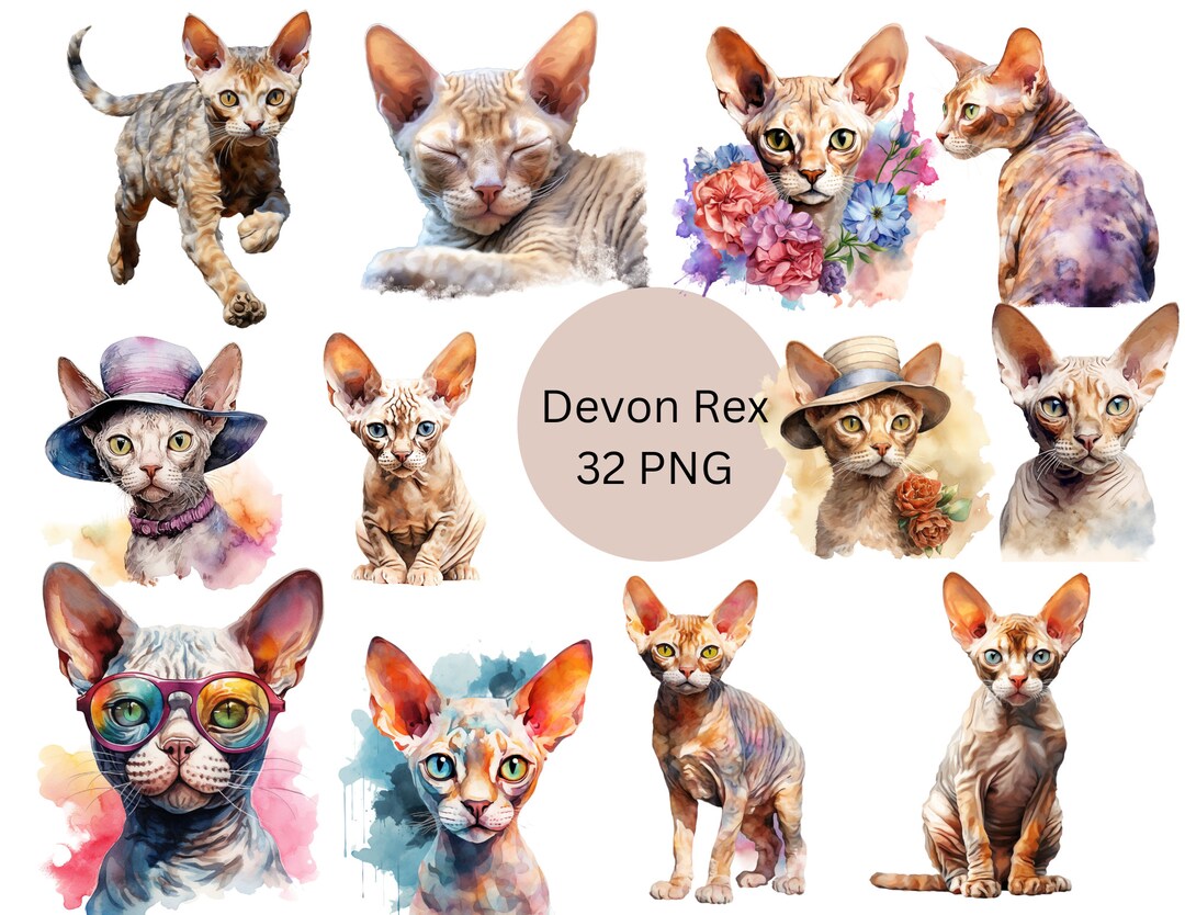 Watercolor Devon Rex Cats Clipart, PNG Digital Files on a Transparent ...