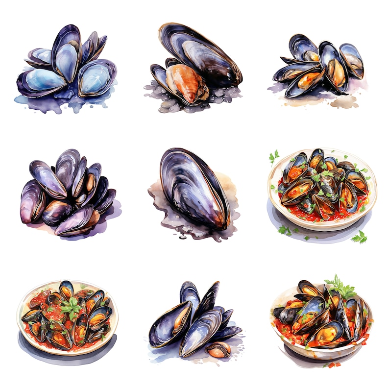 Watercolor Mussels Clipart PNG Digital Files on Transparent - Etsy