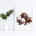 Truffles Watercolor Clipart, Belgian Truffes Clipart, Chocolate PNG ...