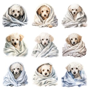 27 Snuggly Poodles Watercolor Clipart, Pets Clipart, PNG Individual ...