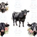 Watercolor Black Angus Clipart, PNG Digital Files on a Transparent ...