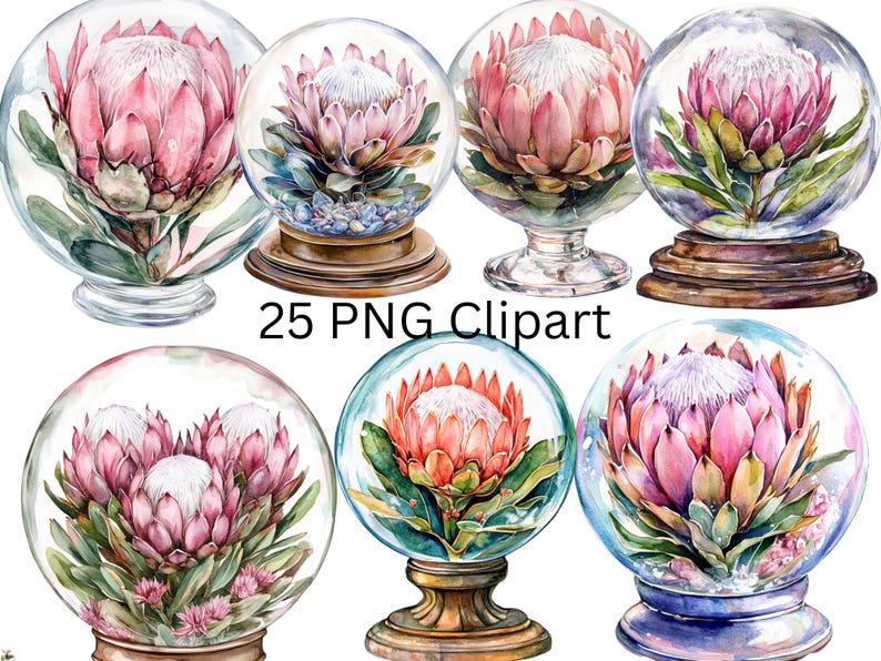 25 Protea Flower in Crystal Balls Watercolor Clipart, PNG Digital Files ...