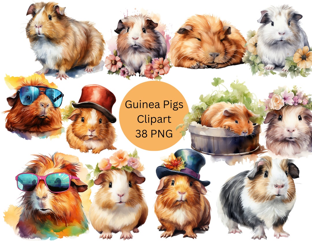 Watercolor Guinea Pigs Clipart, PNG Digital Files on Transparent ...