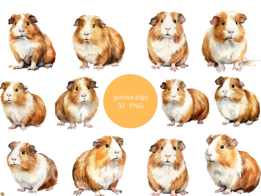 32 Guinea Pigs Watercolor Clipart, Pets Clipart, PNG Individual Images ...