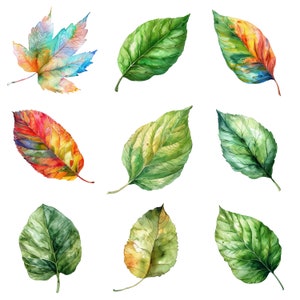 Watercolor Leaf Clipart, Leaves Clipart, PNG Individual Images on ...