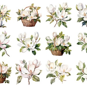 Watercolor Magnolia Clipart ,transparent Background, High Quality, PNG ...