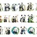 Watercolor Panda Alphabet in PNG for Commercial Use Instant Download ...