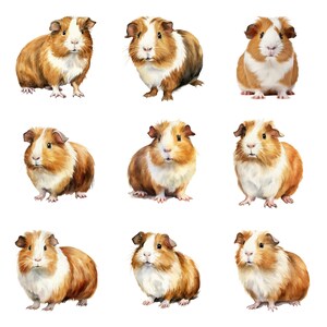 32 Guinea Pigs Watercolor Clipart, Pets Clipart, PNG Individual Images ...