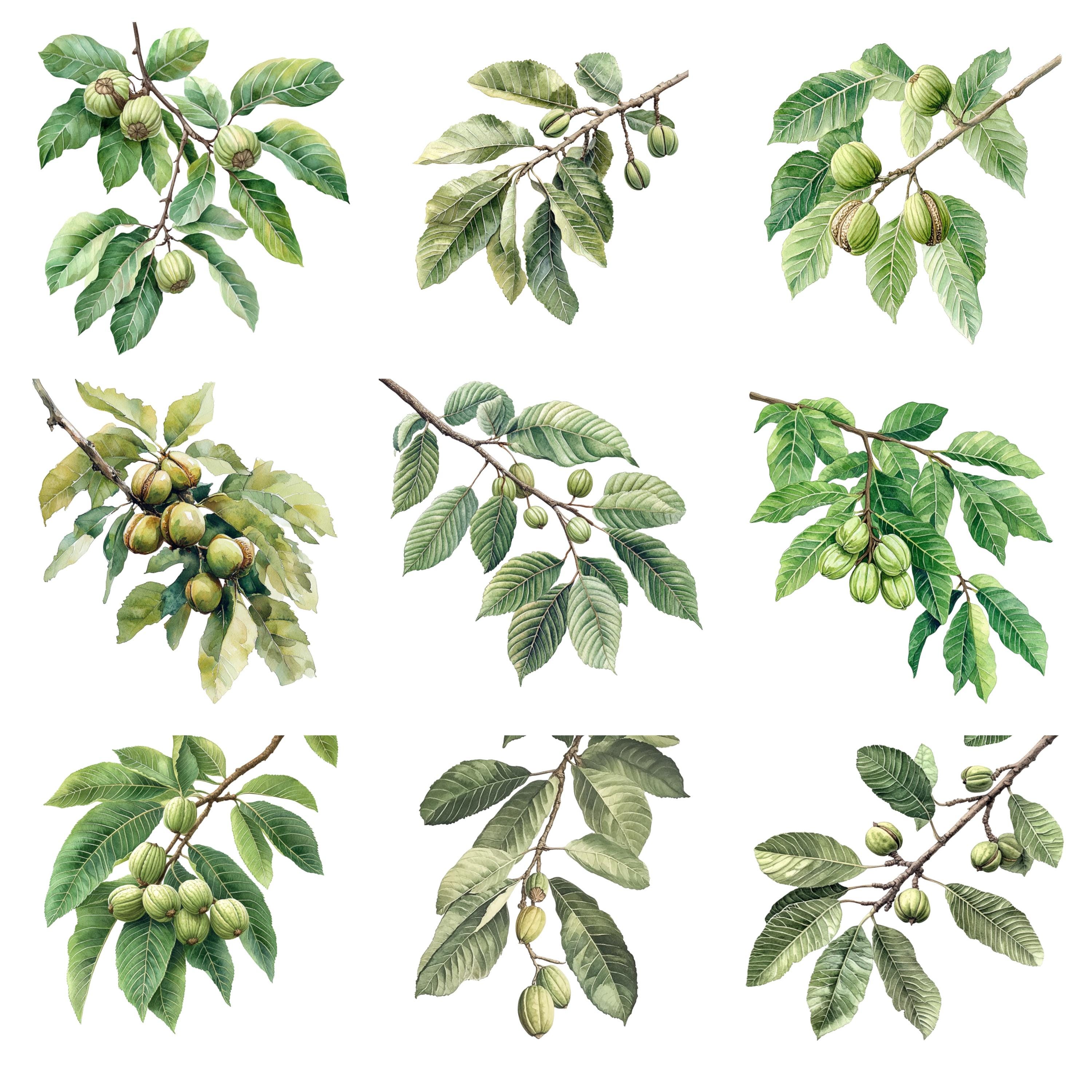 Nut Tree Branches Clipart - 30 PNG Botanical Watercolor Nut Branches ...