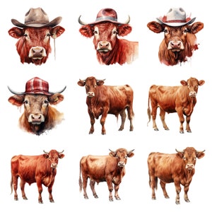 Watercolor Red Angus Clipart, PNG Digital Files on Transparent Background, Scrapbook ...