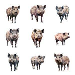 Realistic Wild Boar Clipart Set 26 PNG Images of Wild Boars in High ...