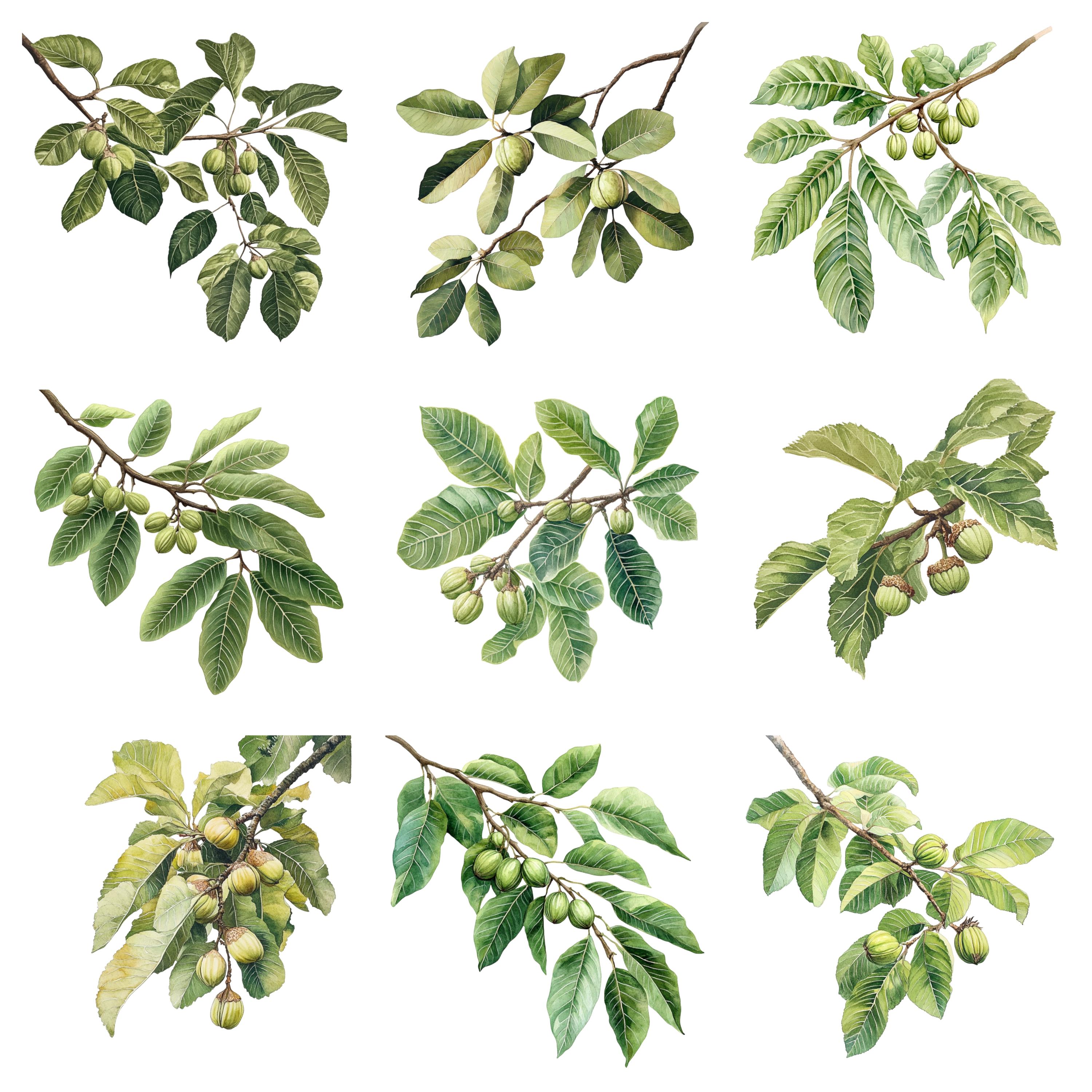 Nut Tree Branches Clipart - 30 PNG Botanical Watercolor Nut Branches ...