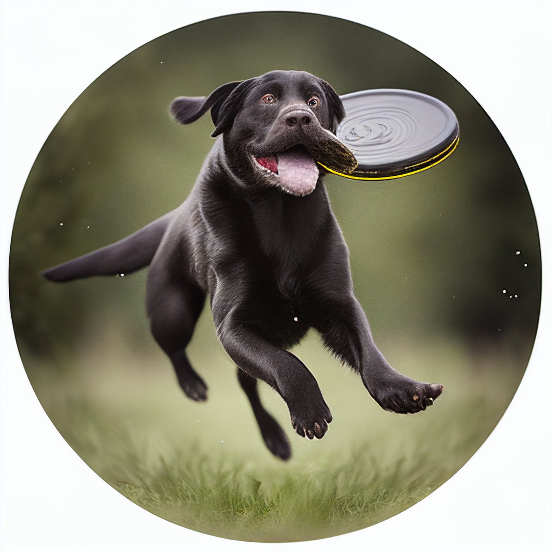 Action Lab Black Labrador Retriever Leaps to Fetch Frisbee - Etsy