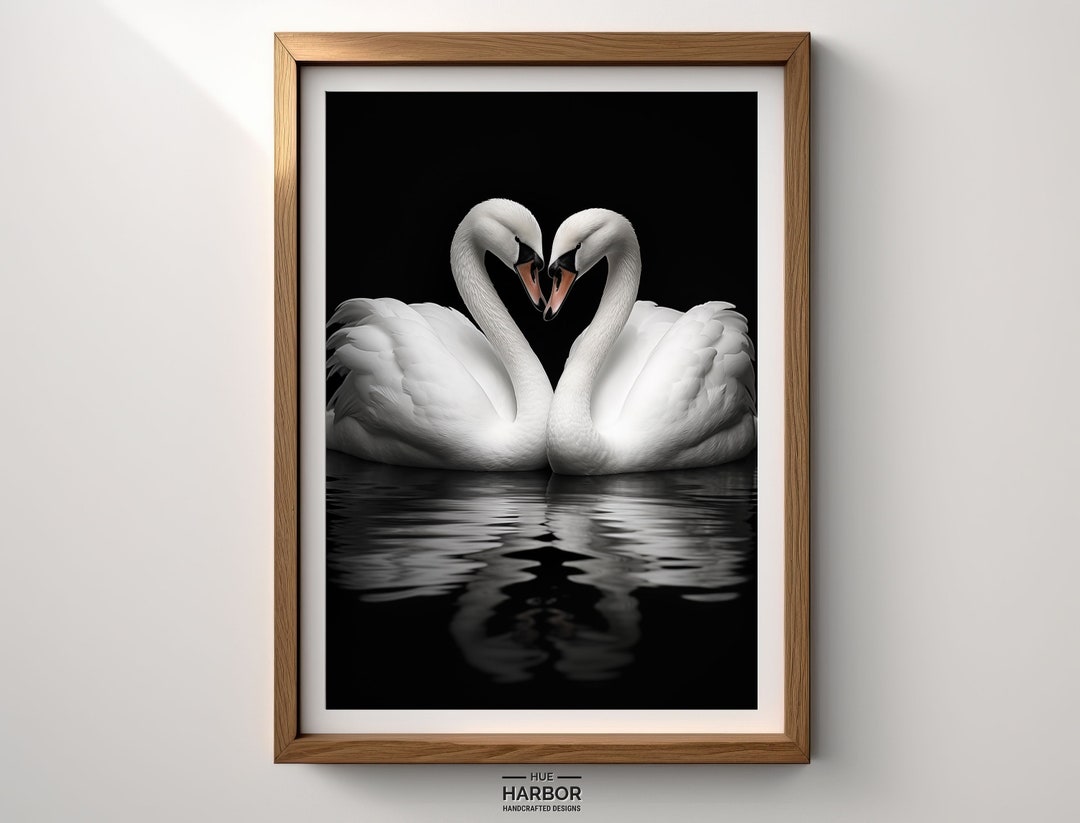 Stunning Photography of a Swan - Digital Image in High Resolution ...
