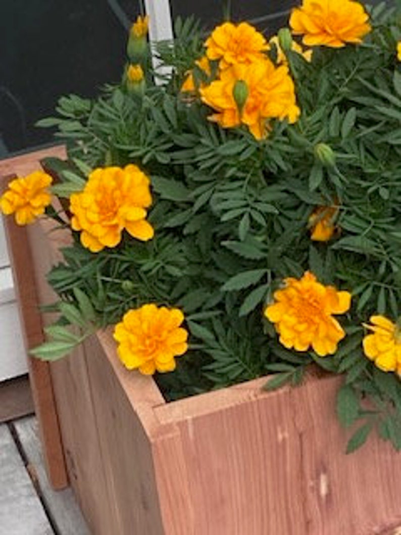 Southeastern Red Cedar Planter Boxes - Etsy