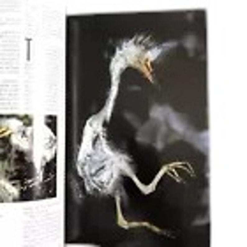 National Geographic Magazine April 1994 Vol.185, No.4, Kamchatka ...