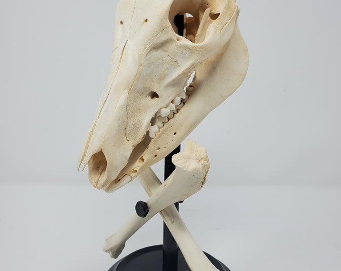 Juvenile Wild Boar Skull and Crossbones Skeletal Display Authentic Wild ...