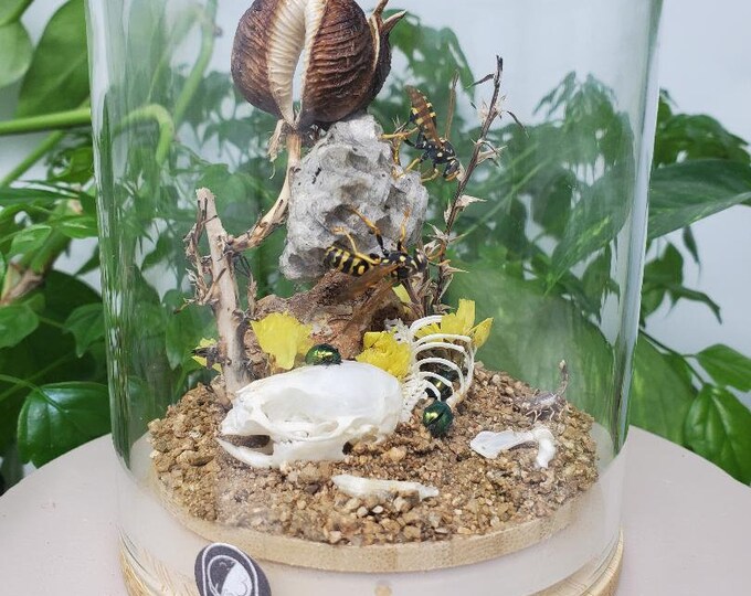 Micro Desert Environment Desktop Display With Tiny Scorpion, Wasps ...