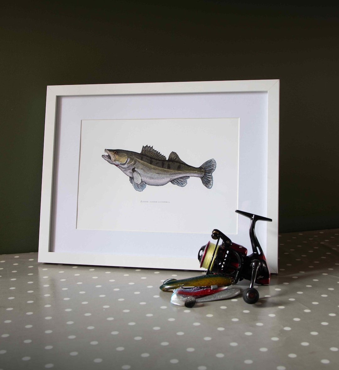 Zander (sander Lucioperca) Illustration, Hand Drawn, High-quality Print ...