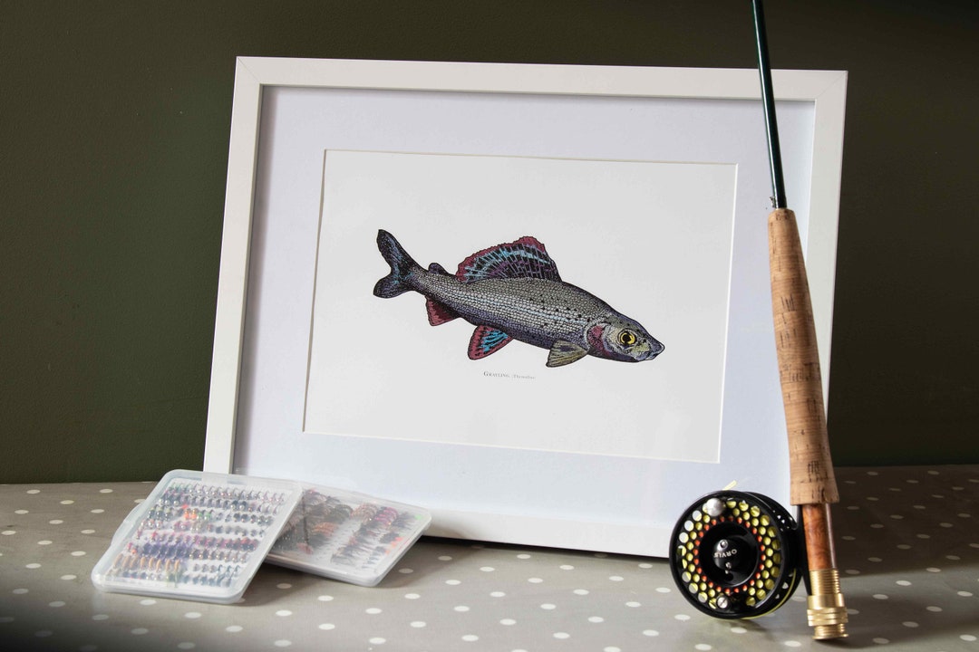 Grayling (thymallus) Illustration, Hand Drawn, High-quality Print, A4 ...