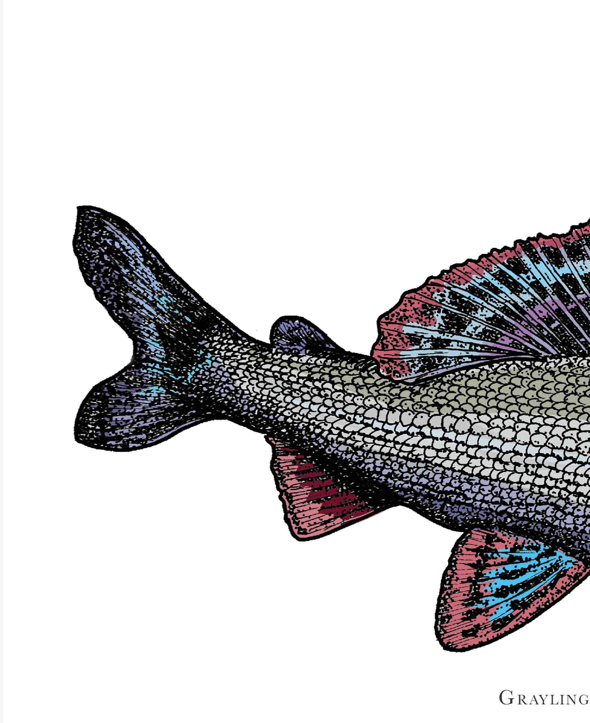 Grayling (thymallus) Illustration, Hand Drawn, High-quality Print, A4 ...