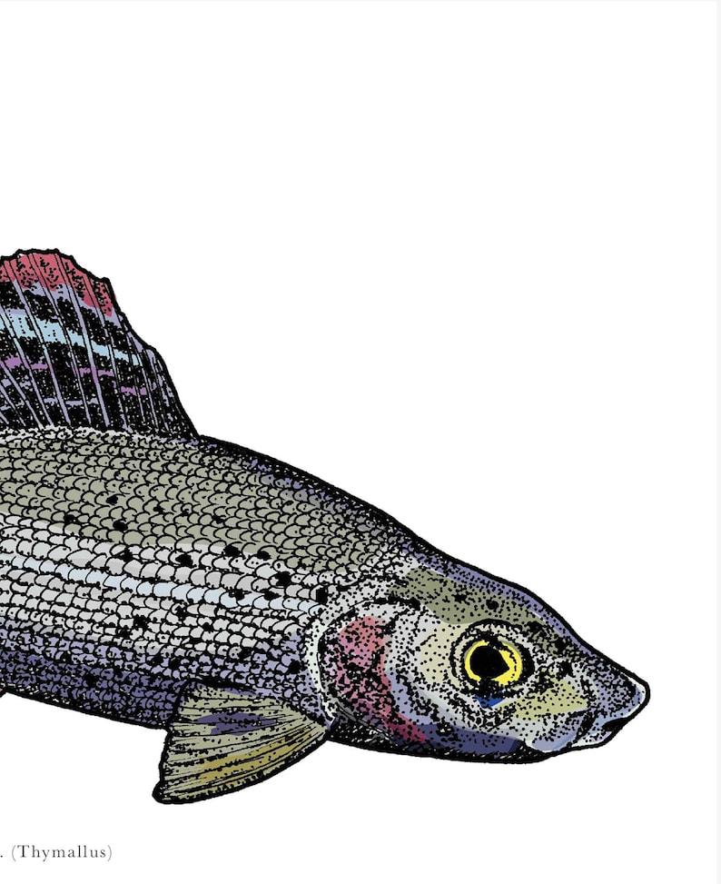 Grayling (thymallus) Illustration, Hand Drawn, High-quality Print, A4 ...
