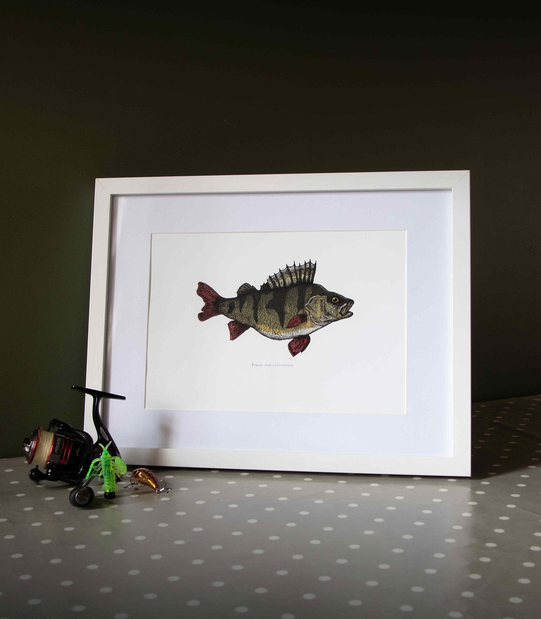 Perch (perca Fluviatilis) Illustration, Hand Drawn, High-quality Print ...