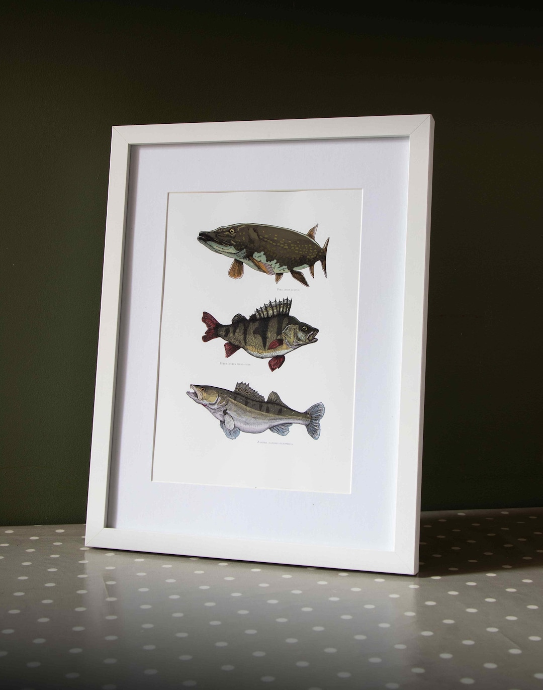 Predator Trio. Pike, Perch, Zander Illustration, Hand Drawn, High ...