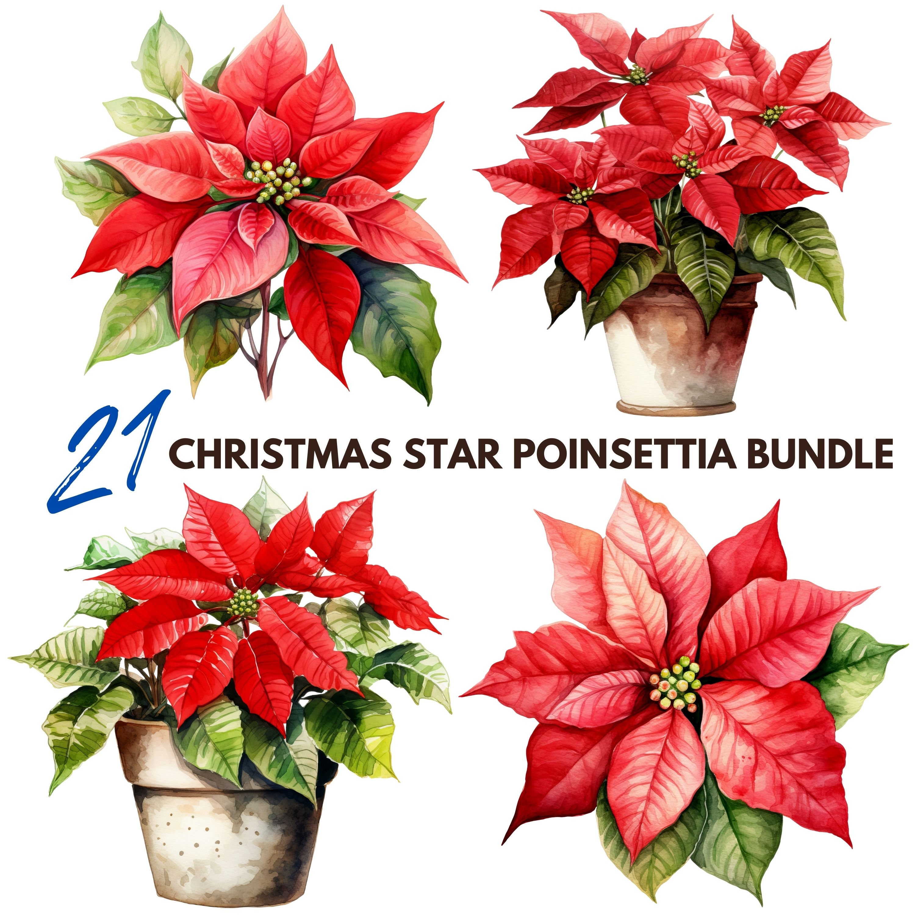 Poinsettia Bundle Watercolor Christmas Bundle Watercolor Christmas ...