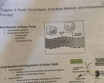Nursing Web Concept Map - Etsy