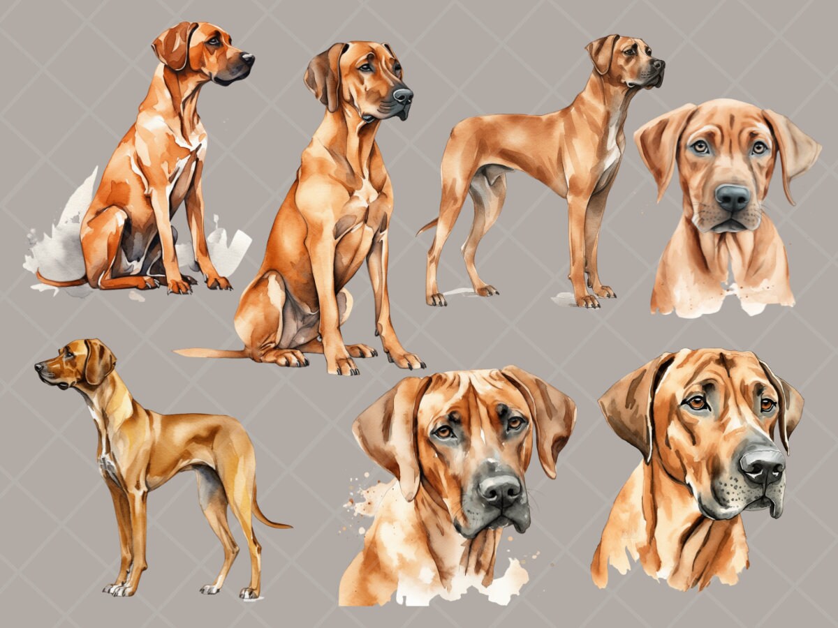 Rhodesian Ridgeback Clipart 20 High Quality Pngs Watercolor Dog ...