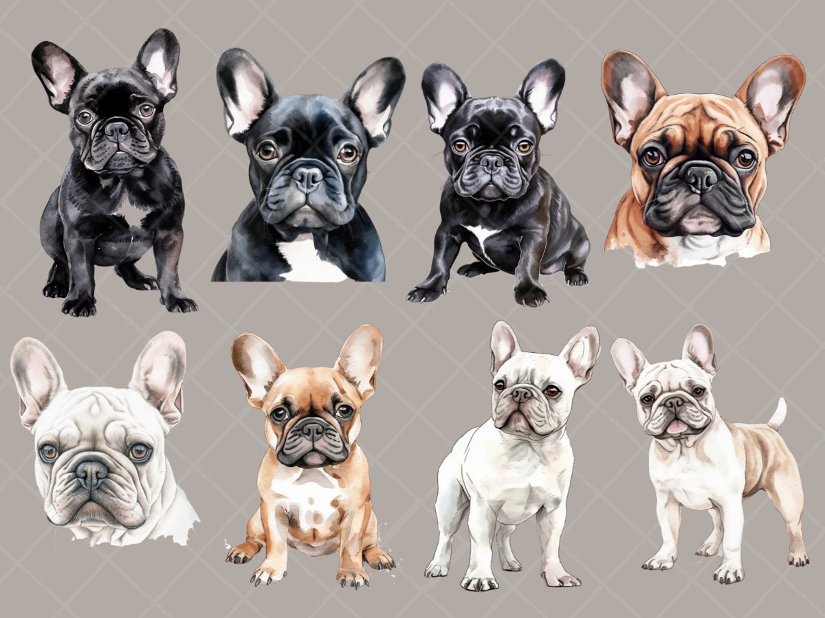French Bulldog Clipart - 40 High Quality Pngs - Watercolor Dog Portrait ...