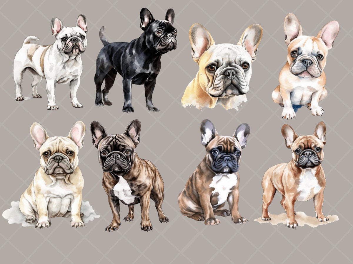 French Bulldog Clipart - 40 High Quality Pngs - Watercolor Dog Portrait ...