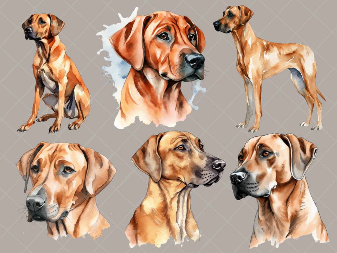 Rhodesian Ridgeback Clipart 20 High Quality Pngs Watercolor Dog ...