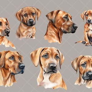 Rhodesian Ridgeback Clipart - 20 High Quality Pngs - Watercolor Dog ...