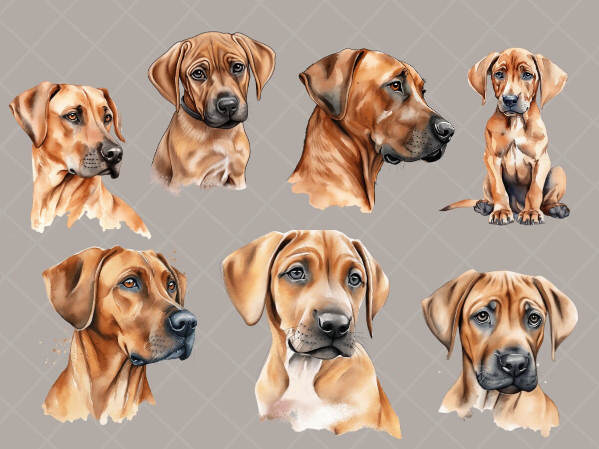 Rhodesian Ridgeback Clipart 20 High Quality Pngs Watercolor Dog ...