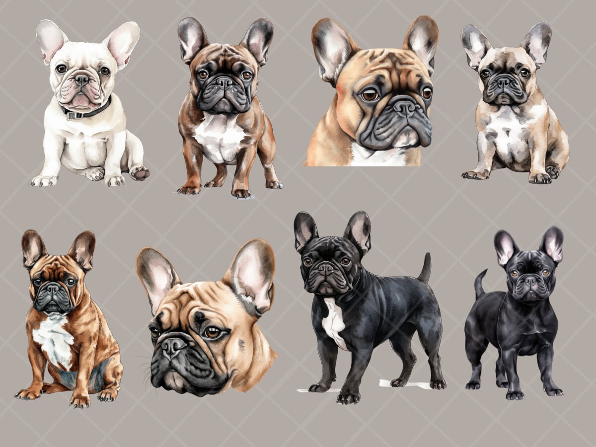 French Bulldog Clipart - 40 High Quality Pngs - Watercolor Dog Portrait ...