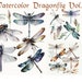 Watercolor Dragonfly Volume 3 Illustrations Clipart PNG Fantasy Art Magic Watercolors Insect PNG ...