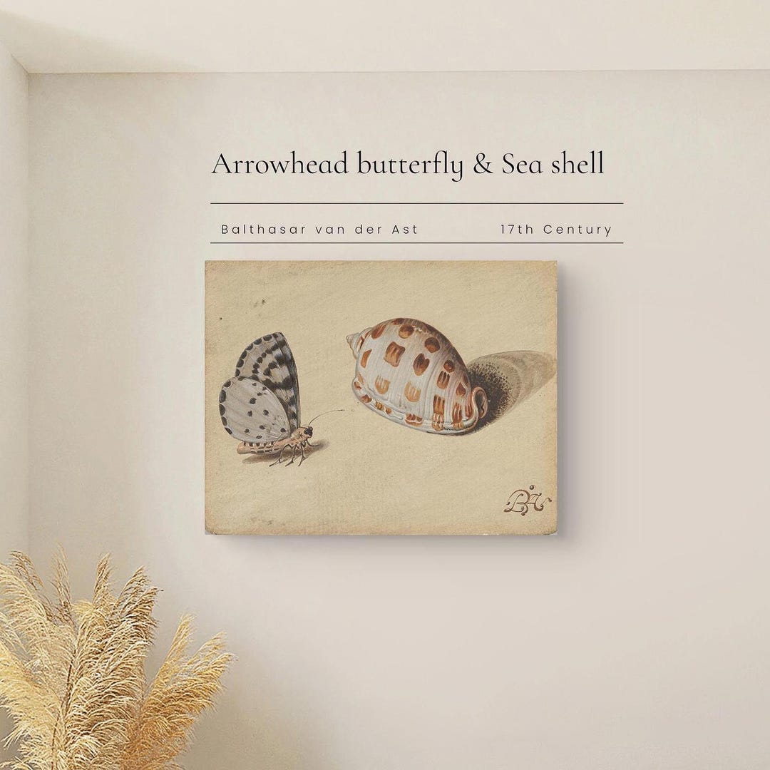 An Arrowhead Blue Butterfly and a Scotch Bonnet Sea Shell by Balthasar ...